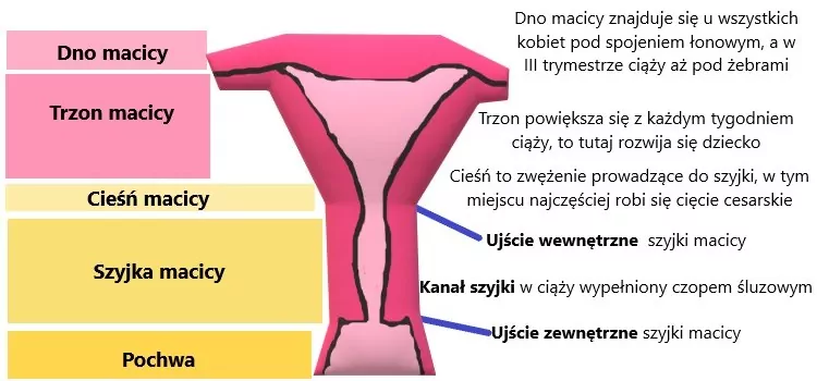 Skracanie szyjki macicy w ciąży - przyczyny, objawy, rokowania